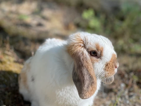 “HAY, IT’S FRIYAY!” TGIF! – Round Lake Farm